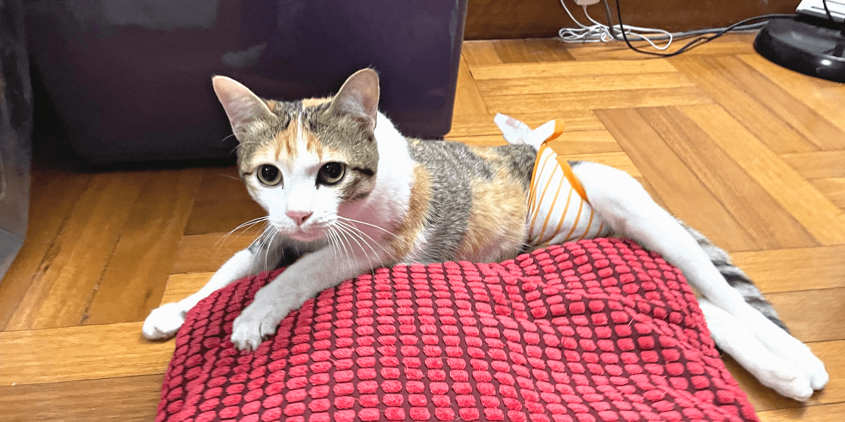 Aide aux animaux errants en Thaïlande - page de dons QUATRE PATTES